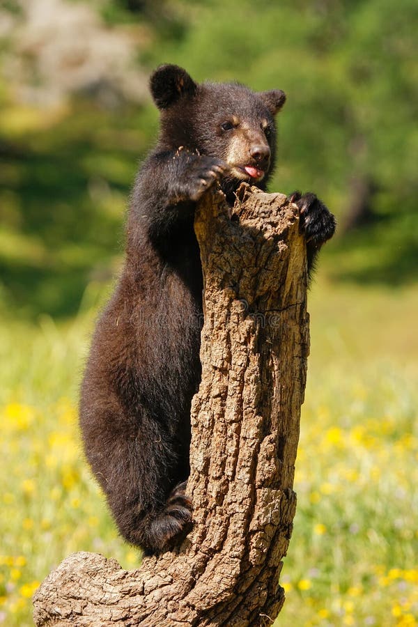 Oso Negro Americano Del Bebé Foto de archivo - Imagen de americano ...