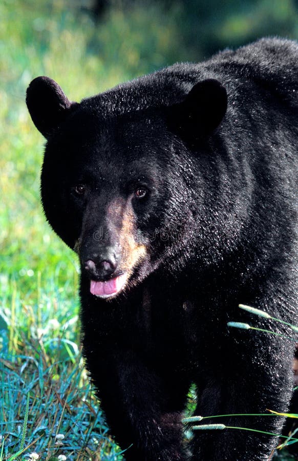 Oso Negro Americano (Ursus Americanus) Foto de archivo - Imagen de ...