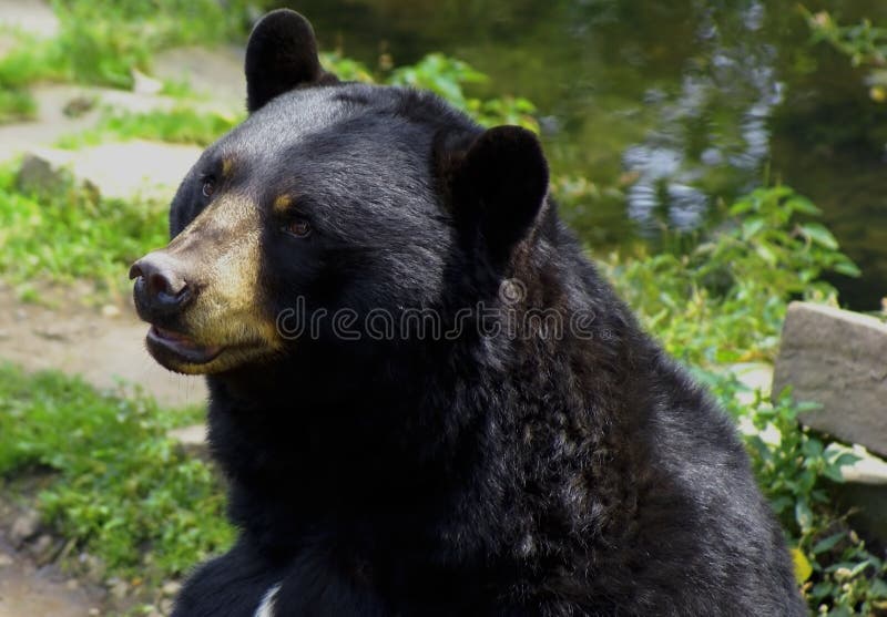Oso Negro Americano (Ursus Americanus) Foto de archivo - Imagen de ...