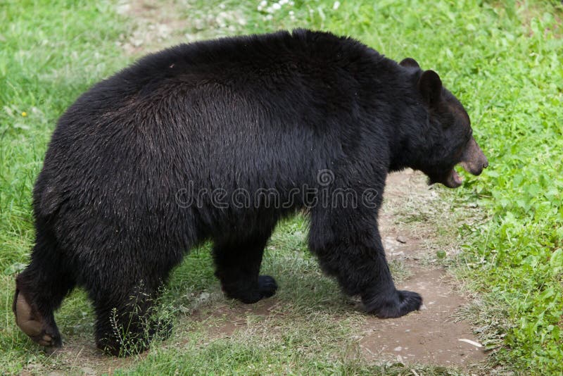 Oso Negro Americano (Ursus Americanus) Imagen de archivo - Imagen de ...