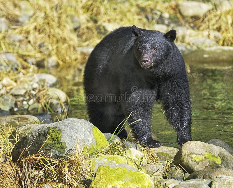 Oso Negro (Ursus Americanus) Imagen de archivo - Imagen de cubo ...