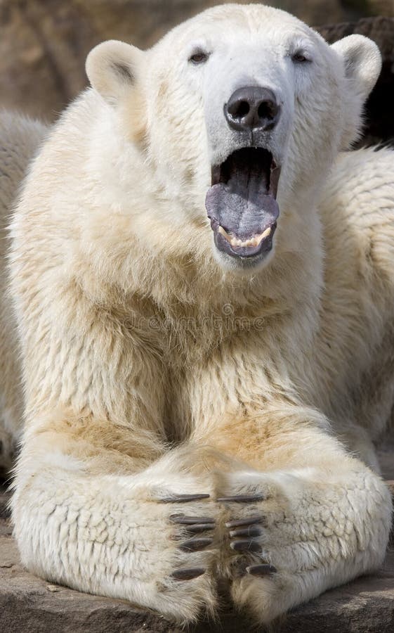 Oso Polar imagen de archivo. Imagen de mirando, agujereado - 13573097