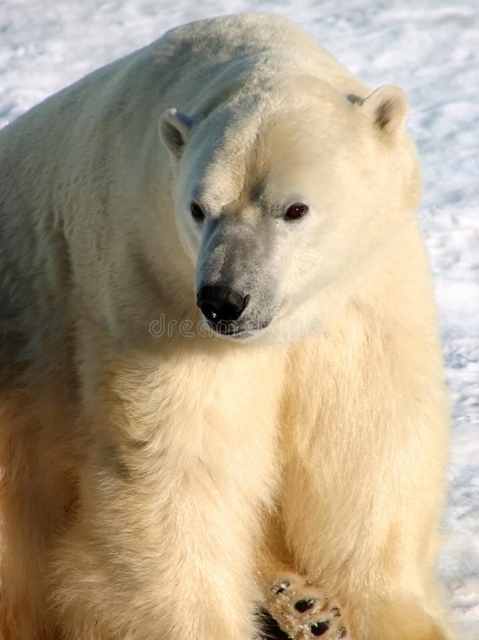 Oso polar imagen de archivo. Imagen de polarizado, invierno - 1639217