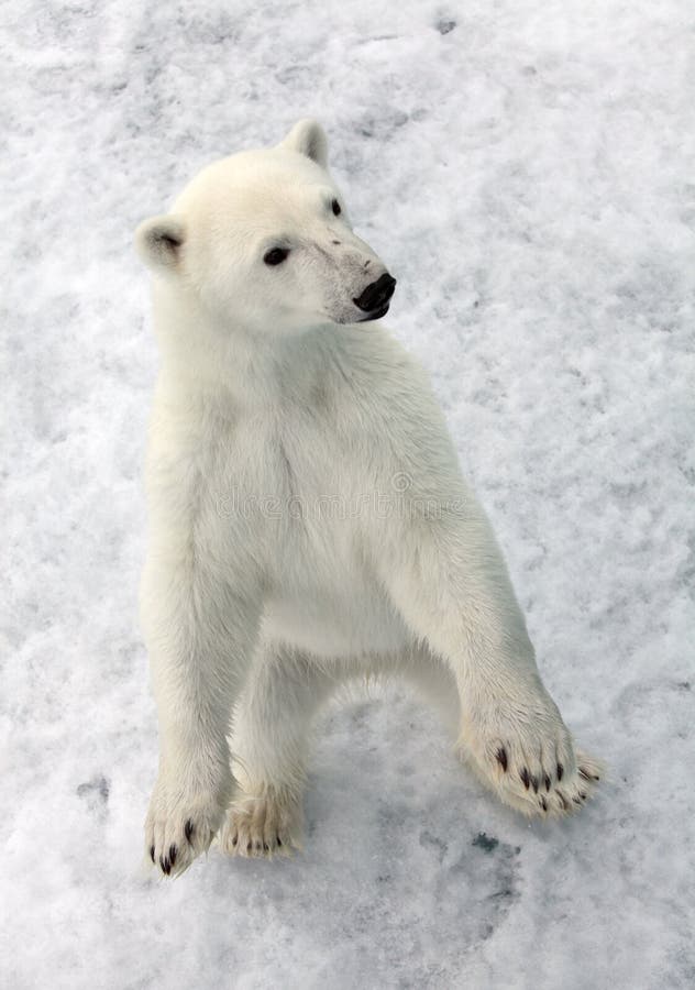 Oso polar imagen de archivo. Imagen de spitsberg, azul - 31449105