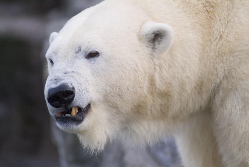 Vista Lateral De Un Oso Polar Del Rugido Imagen de archivo - Imagen de ...