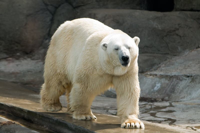 Vista Lateral De Un Oso Polar Del Rugido Imagen de archivo - Imagen de ...