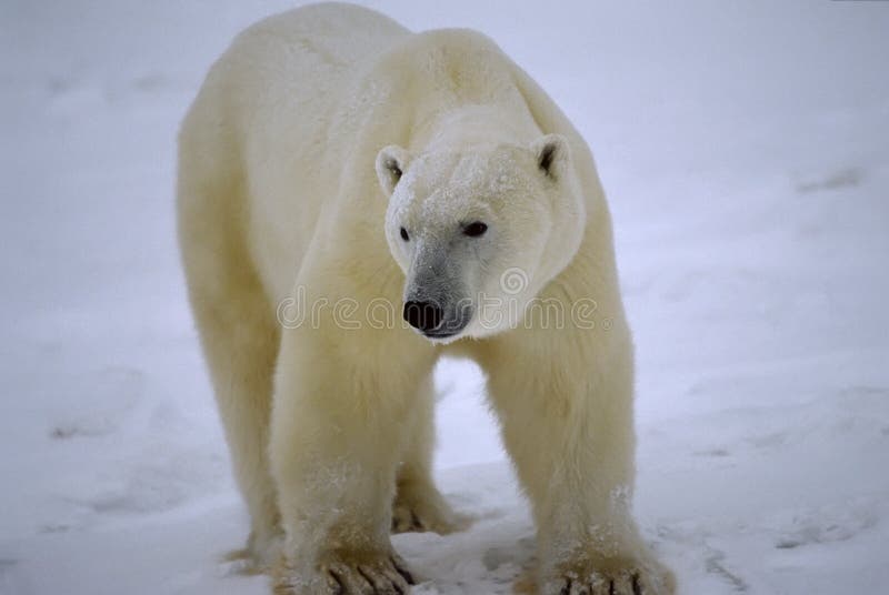 Oso polar imagen de archivo. Imagen de nieve, invierno - 6634383