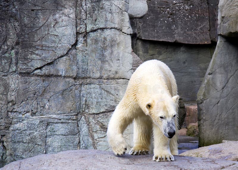 Vista Lateral De Un Oso Polar Del Rugido Imagen de archivo - Imagen de ...