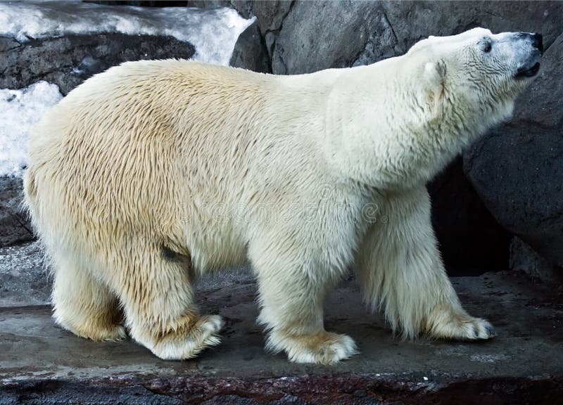 Oso Polar Blanco Divertido Imagen. Imagen: 8005770