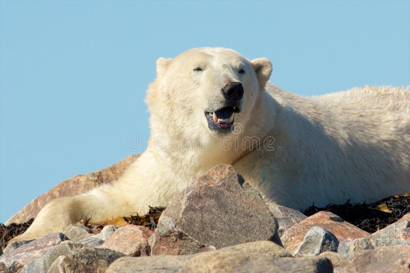 Oso polar de bostezo foto de archivo. Imagen de exterior - 34731808