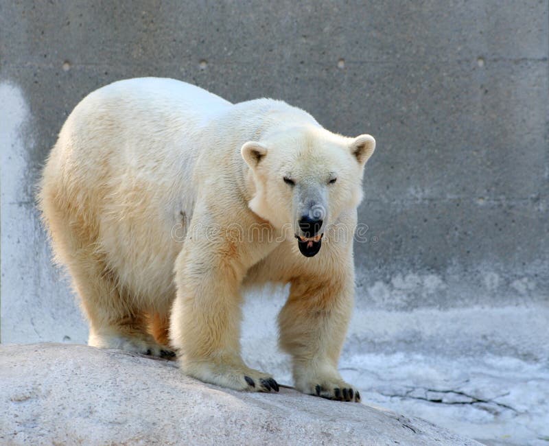 Oso Polar Bostezando imagen de archivo. Imagen de salvaje - 6306451