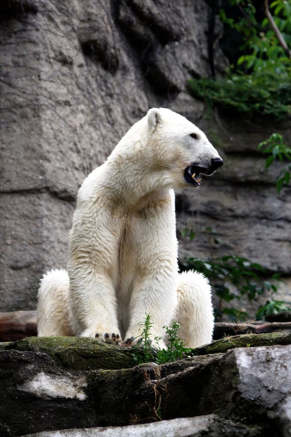 Oso polar bostezando foto de archivo. Imagen de roca, polarizado - 5994354