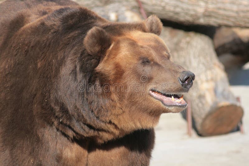Oso ruso foto de archivo. Imagen de ruso, nariz, hermoso - 144420040