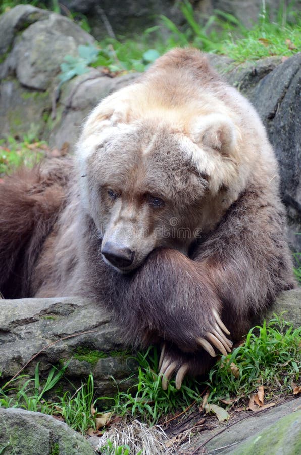 Oso viejo imagen de archivo. Imagen de pata, cautivo - 25515255
