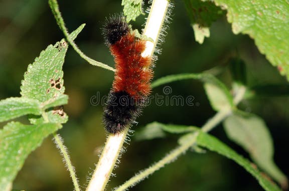 Oso Wooly imagen de archivo. Imagen de bicho, oruga, borroso - 3251935