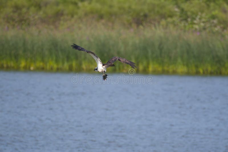 Osprey stock image. Image of feather, osprey, white, flying - 16371129