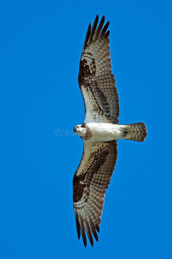 Osprey stock photo. Image of hawk, carrying, bird, haliaetus - 24234512