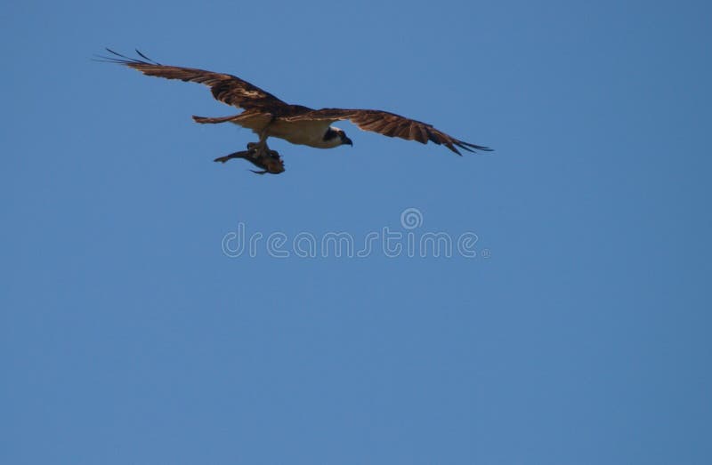 Osprey stock image. Image of conservation, predator, prey - 5068501