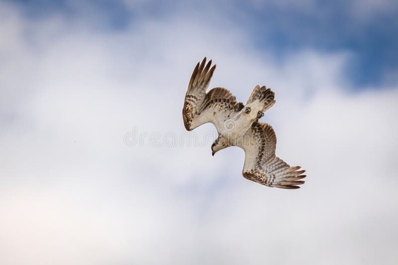 An Osprey on an Attack Dive To Capture a Fish Stock Image - Image of ...