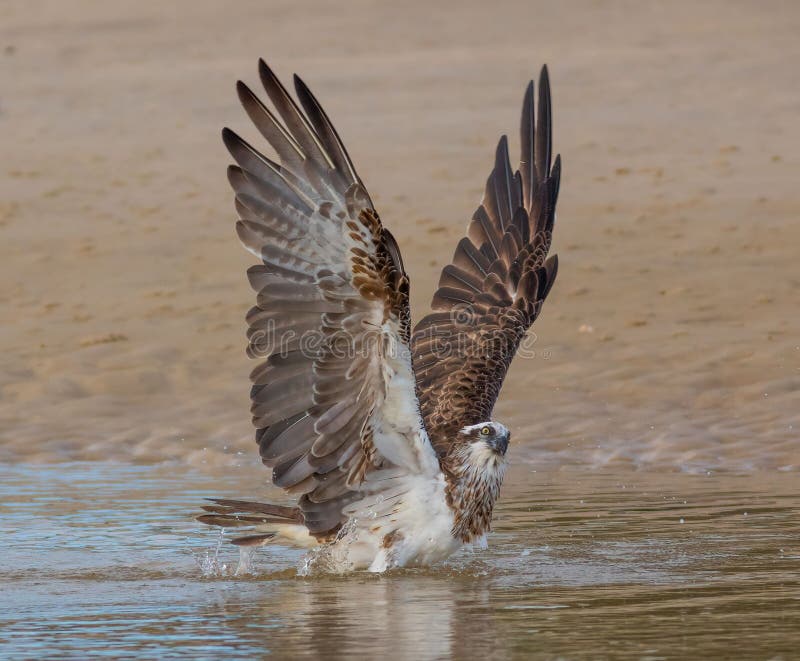 Osprey Bathing in Water and Flapping Its Wings Stock Image - Image of ...