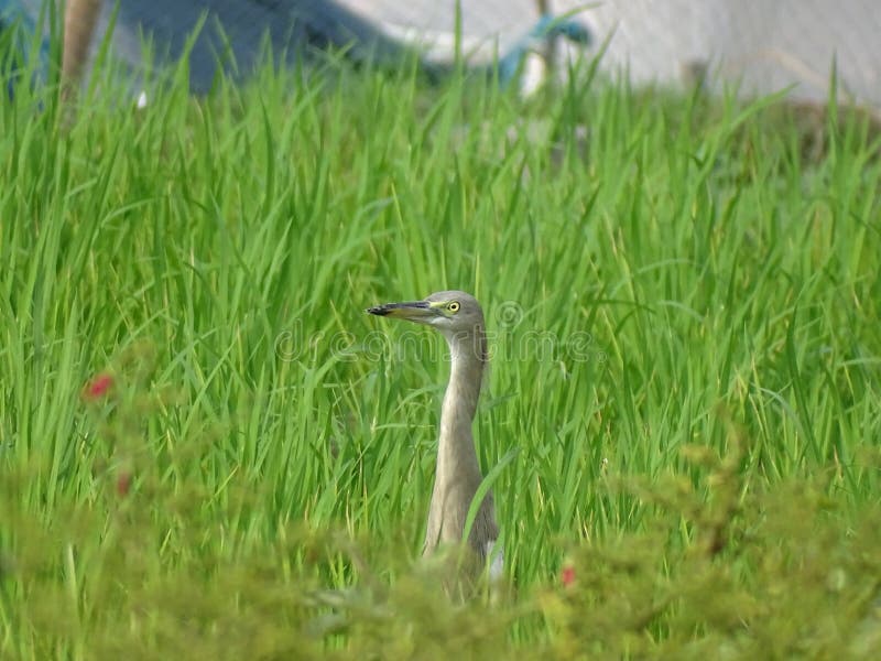 Osprey: the best white stock photo. Image of greenery - 251941168