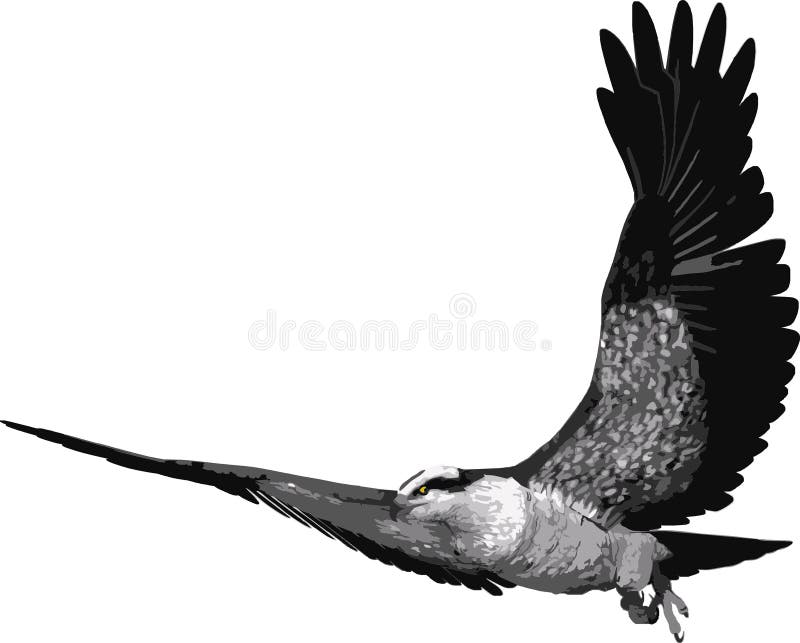 Ostrich stock vector. Illustration of vector, animal - 12550810