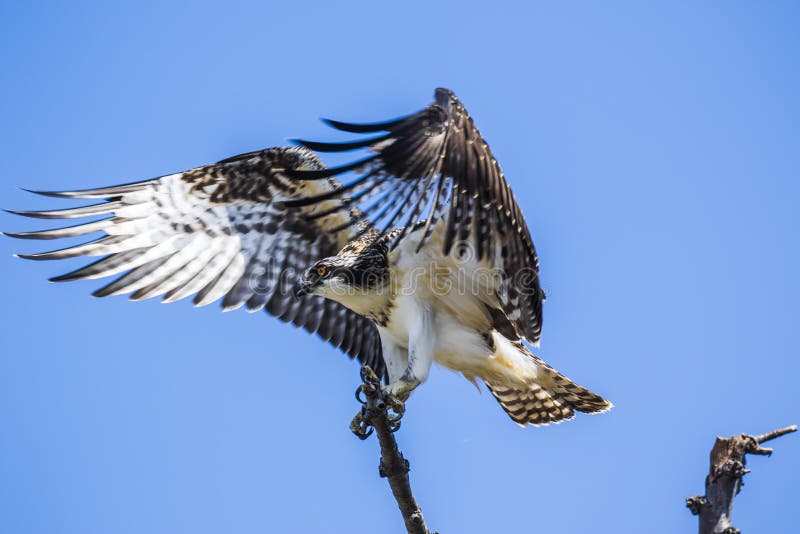 Osprey bird on a branch stock photo. Image of moss, landscape - 262659352