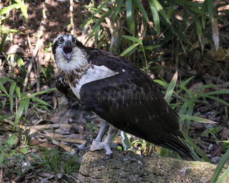 Osprey Bird Stock Photos. Osprey Bird Close-up Profile View Singing or ...