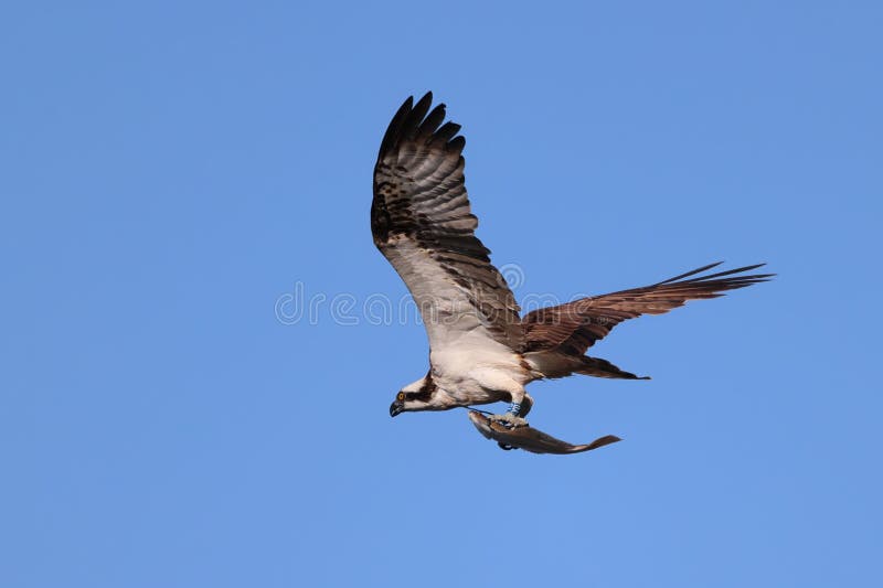 Osprey Bird with a Flatfish in Its Claws Flying through a Clear Blue ...