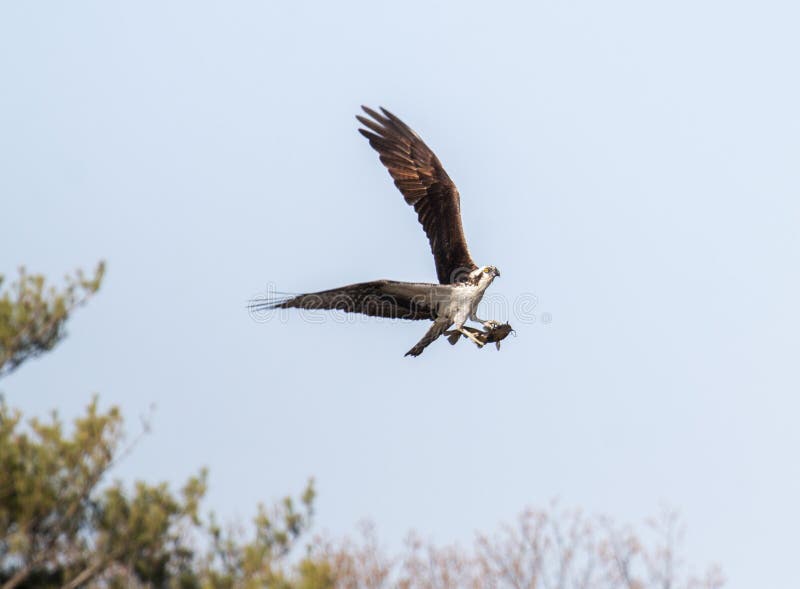 Osprey Bird Flying while Carrying a Fish Stock Image - Image of feeding ...
