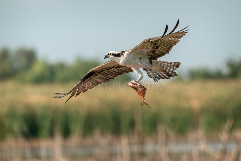 1,067 Osprey Claws Photos - Free & Royalty-Free Stock Photos from ...