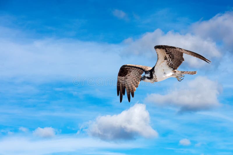 Osprey bird while flying stock photo. Image of fishing - 99765716
