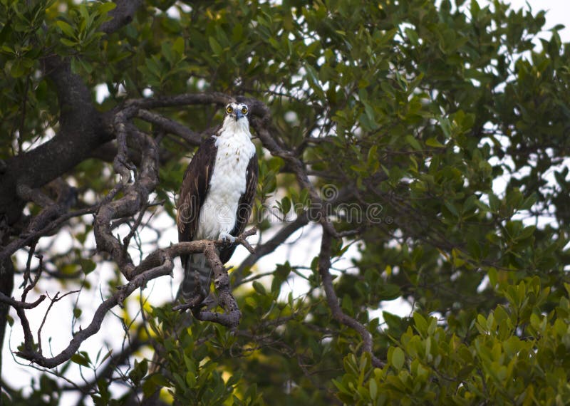 Osprey Bird Looking Directly into the Camera Stock Image - Image of ...