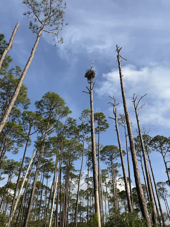 Osprey Bird Nest in Tall Pine Trees Stock Photo - Image of osprey, bird ...