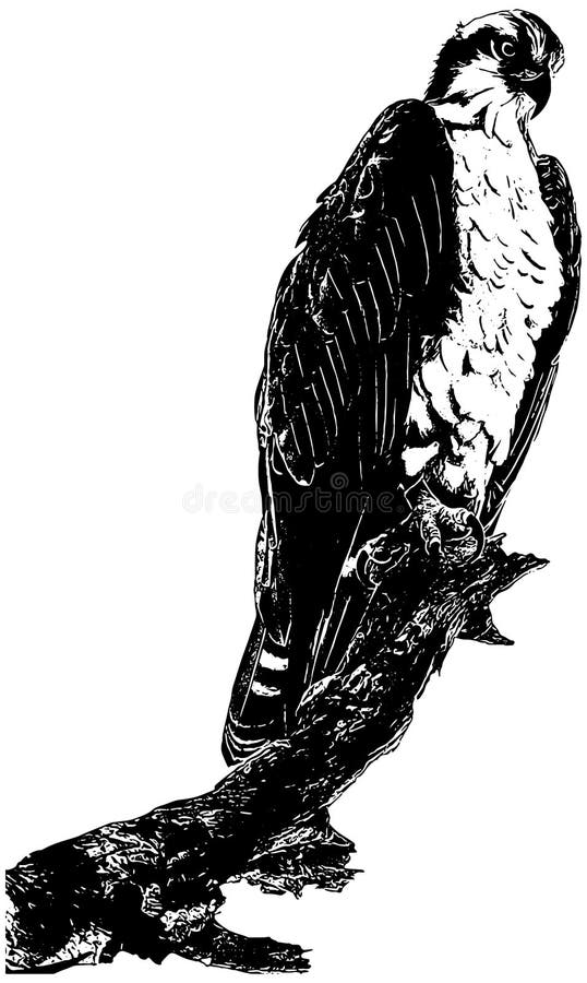 Osprey Bird Sketch Vector Illustration Stock Vector - Illustration of ...
