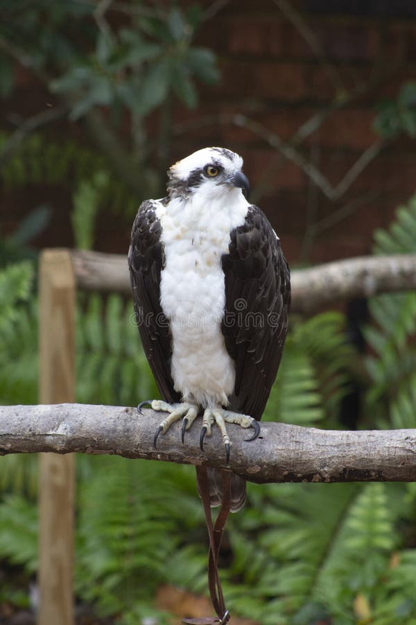 An osprey in captivity stock photo. Image of animal - 178071770