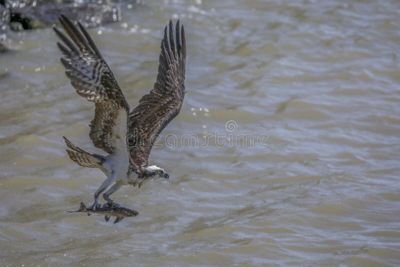 Osprey carrying a fish stock photo. Image of great, carrying - 115262782