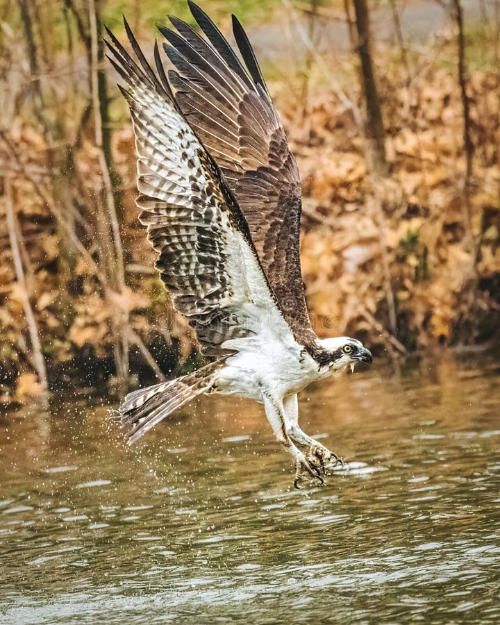 Osprey stock photo. Image of lake, conservation, bird - 366115184