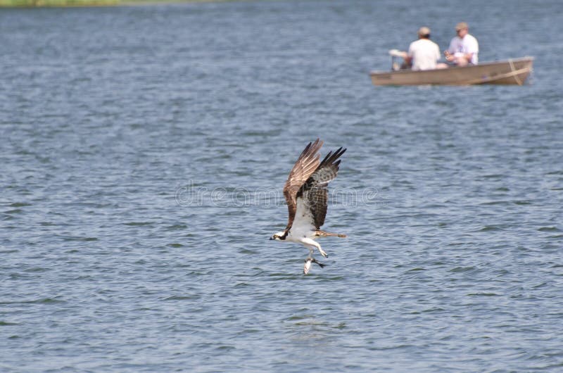 Osprey Carrying a Caught Fish Past Two Fishermen Stock Image - Image of ...