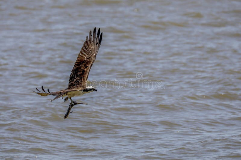 Osprey carrying fish stock image. Image of shad, james - 115262771