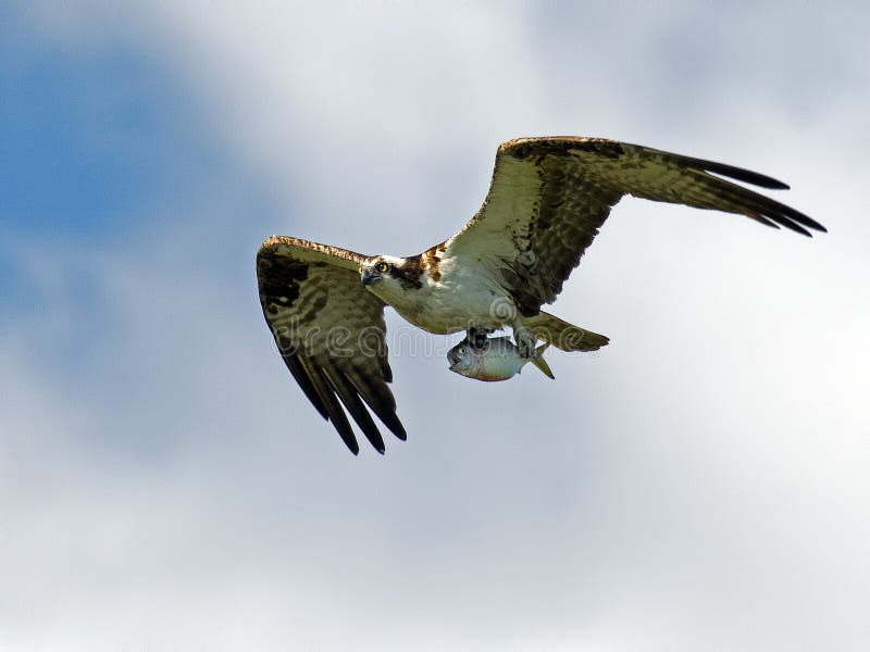 Osprey Carrying Fish stock image. Image of male, carrying - 75142917