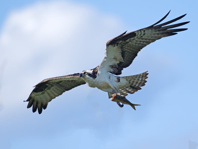 Osprey Carrying Fish stock photo. Image of national, female - 19612366