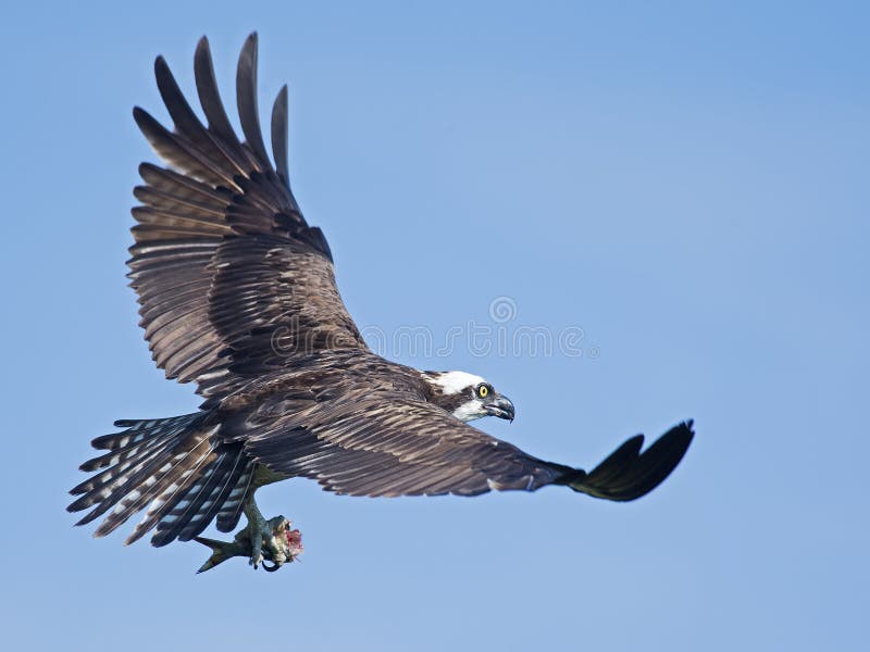 Osprey Carrying Fish stock image. Image of male, carrying - 75142917