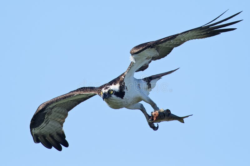 Osprey Carrying Fish stock photo. Image of national, female - 19612366