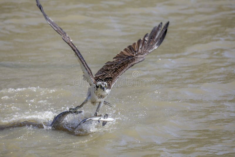 Osprey carrying 2 fish stock image. Image of captured - 115262795