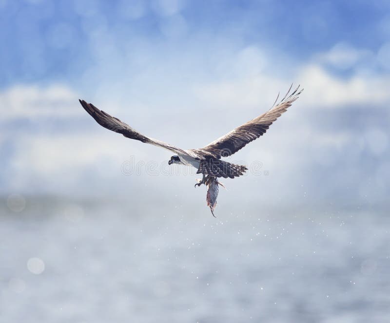 Osprey Carrying a Fish in it`s Talons Stock Photo - Image of lake ...