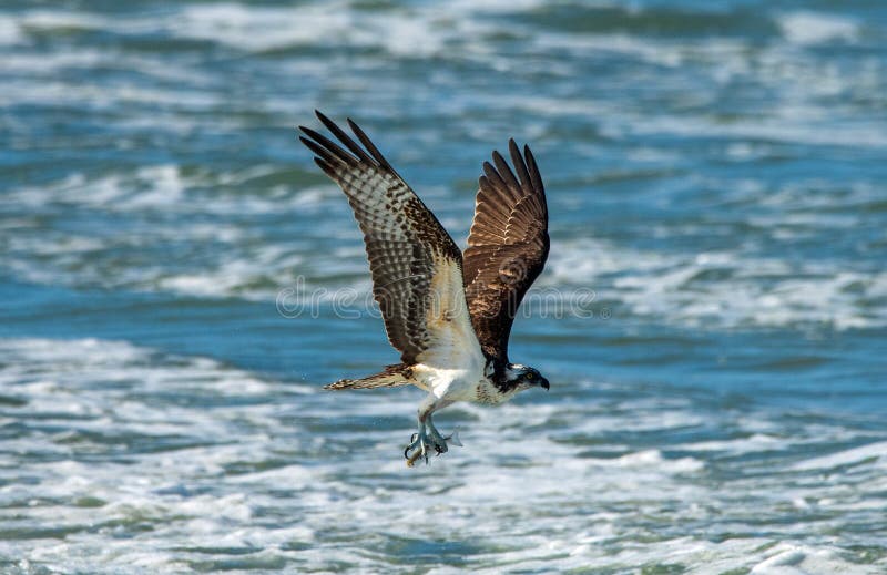 An Osprey Catches a Fish in Thn Ocean. Stock Image - Image of catches ...
