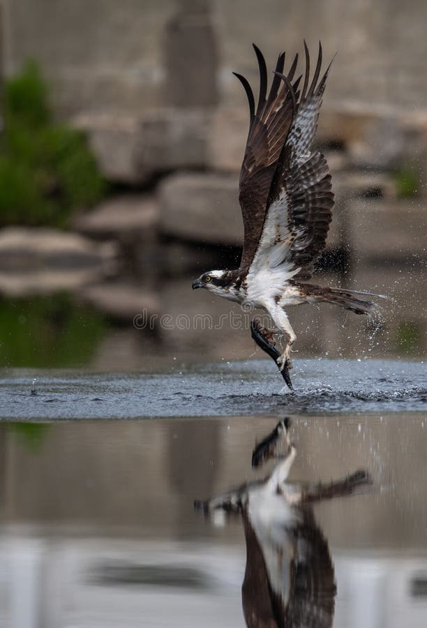 Osprey Catching a Fish with Talons Out Stock Photo - Image of hunting ...