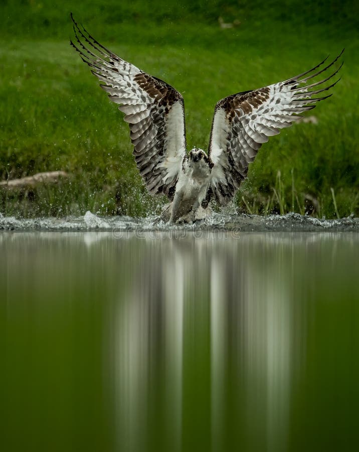 Osprey catching a fish stock image. Image of plumage - 150537667