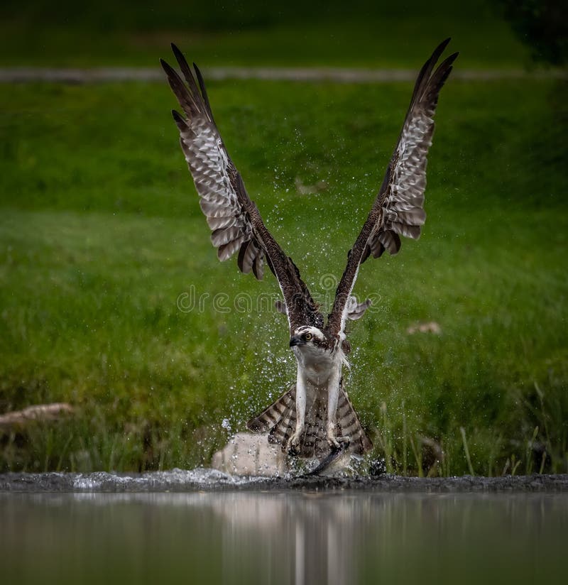 Osprey catching a fish stock photo. Image of nature - 150537634